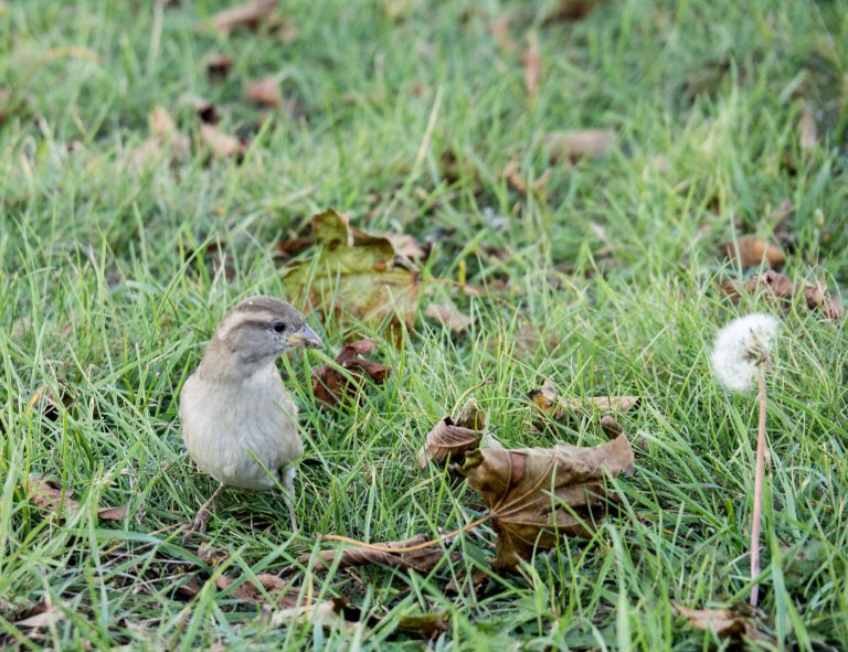 Bird in Grass – JETeye